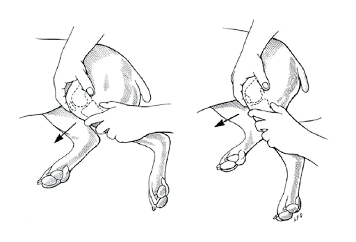 Everything About a CCL Tear In Dogs - Canine PT and Me