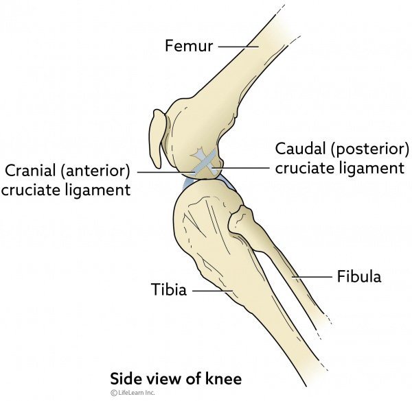 Everything About a CCL Tear In Dogs - Canine PT and Me