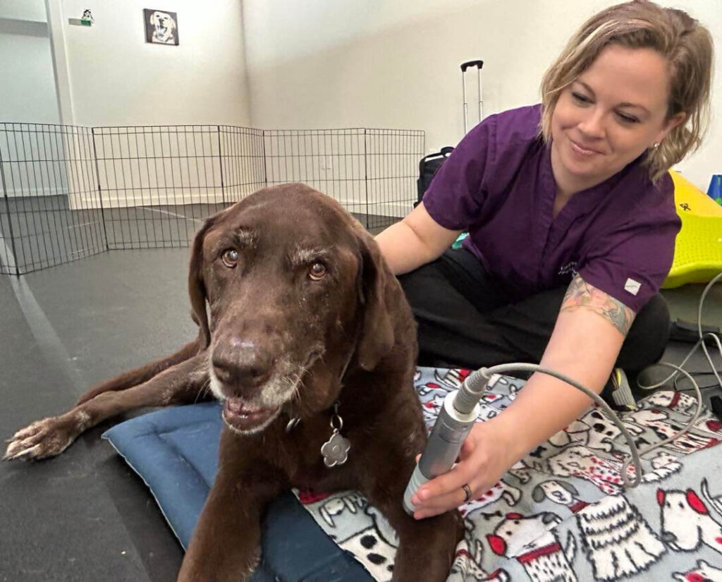 Dog Physical Therapist in Portland, Oregon | Dog PT | Canine PT and Me